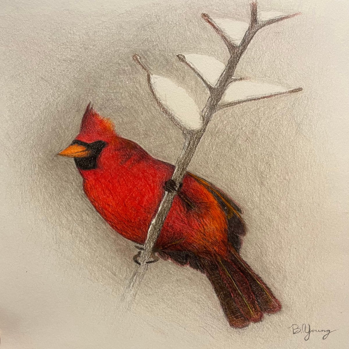 Northern Cardinal | Artist Ben Young