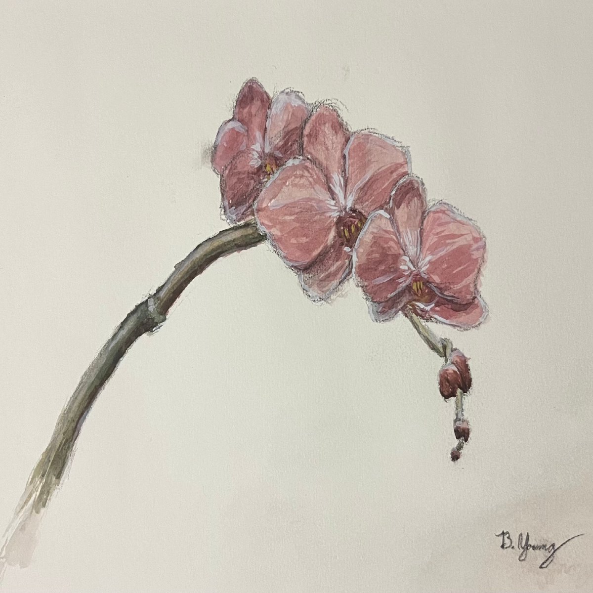 Pink Orchid - Watercolor Painting by